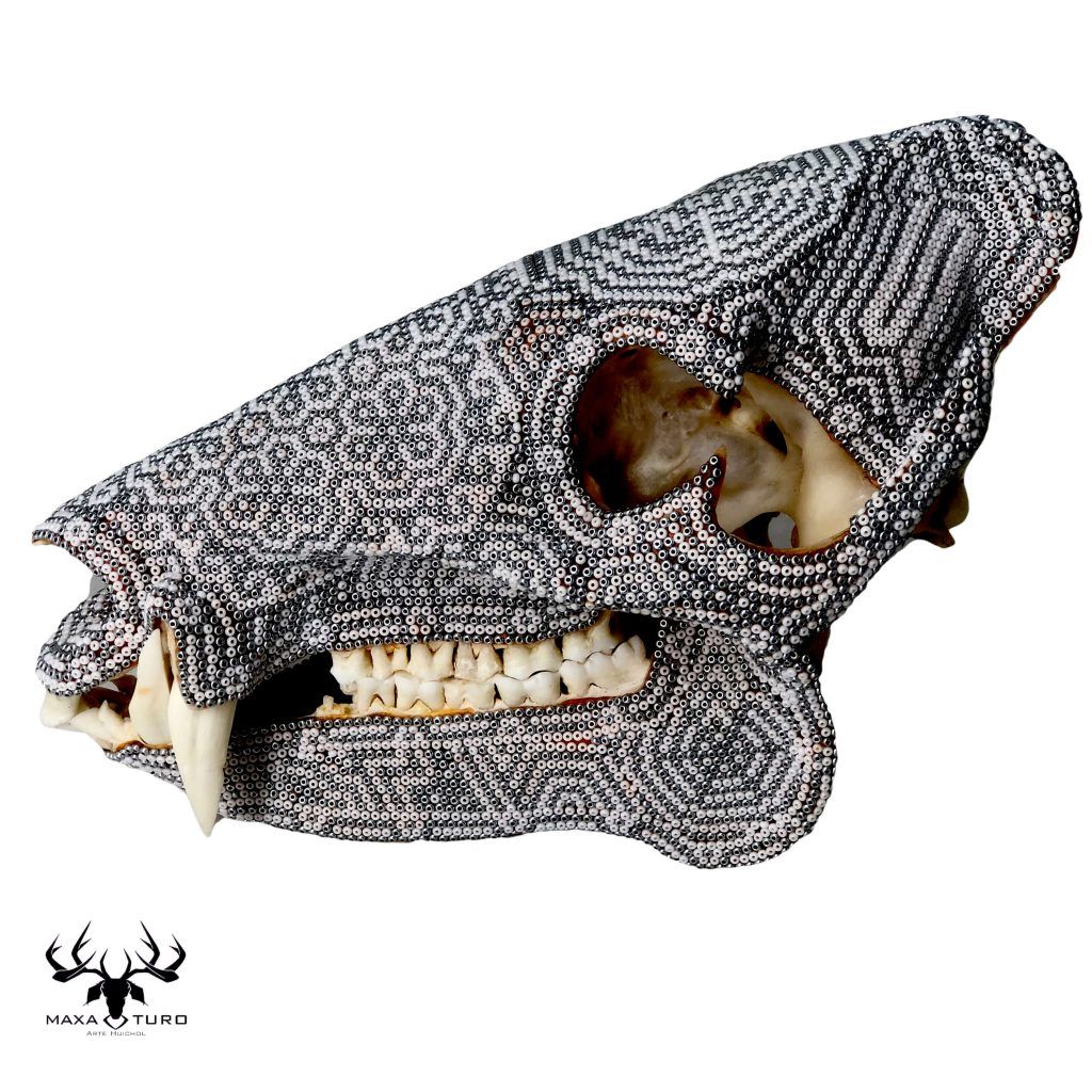 Cráneo Jabalí B/P - Arte Huichol, Maxa Turo